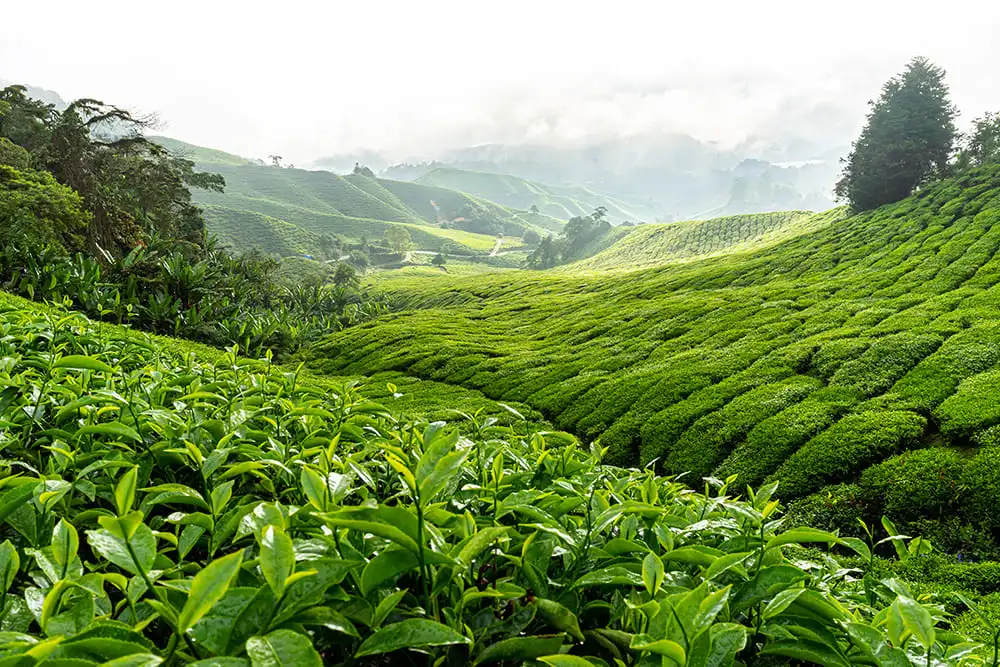 GKT - Gopal Krishna Tea